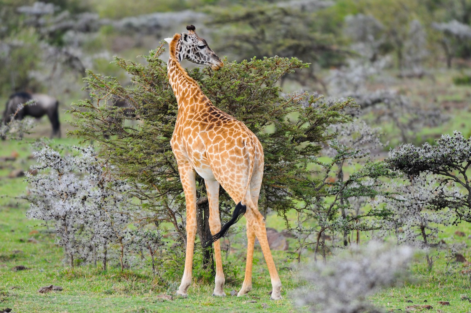 肯亞 Kenya | Unique Spot Photographic Travel