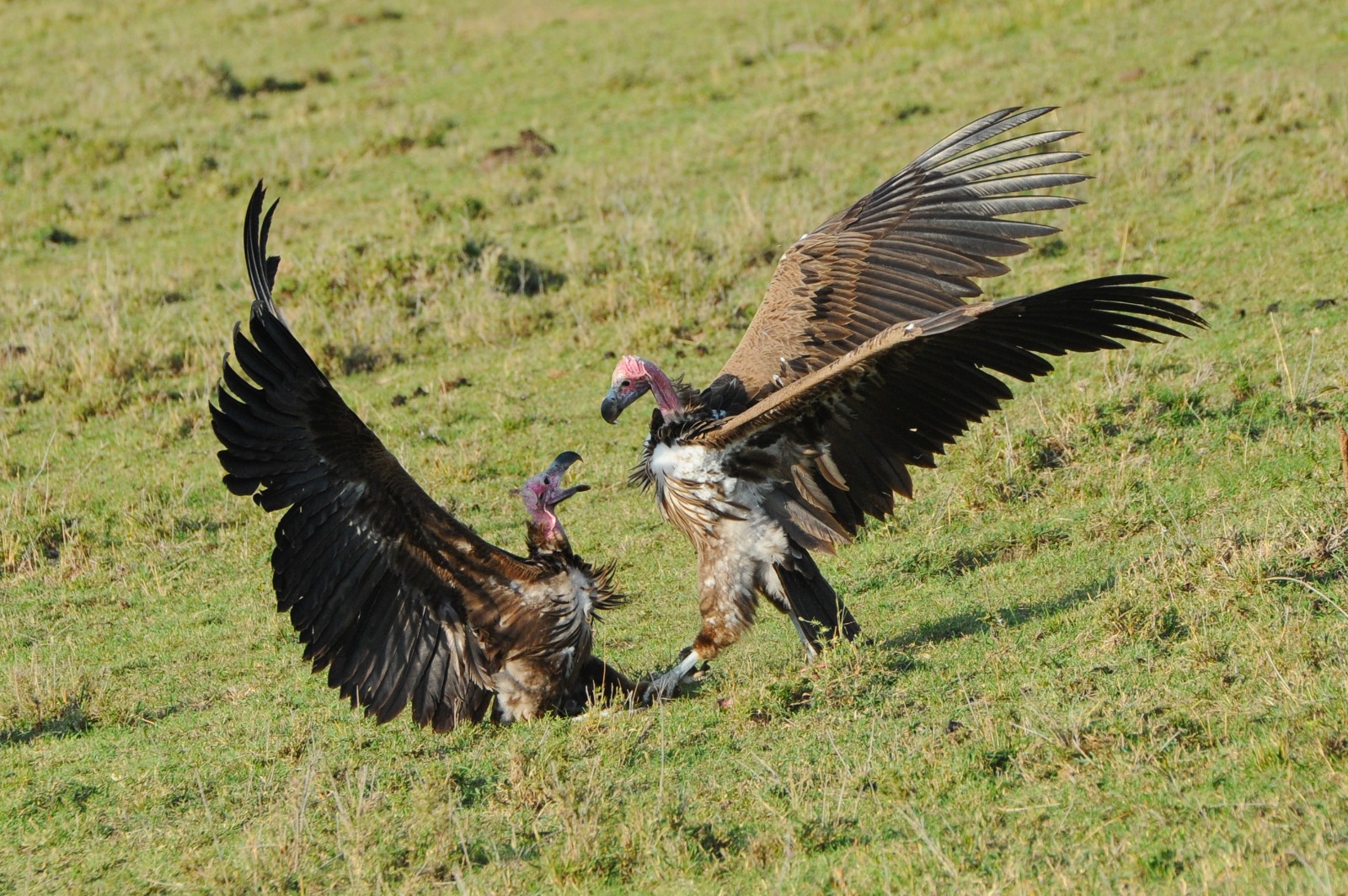 肯亞 Kenya | Unique Spot Photographic Travel