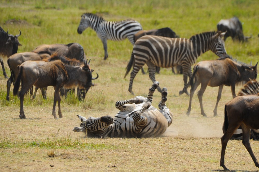 肯亞 Kenya | Unique Spot Photographic Travel