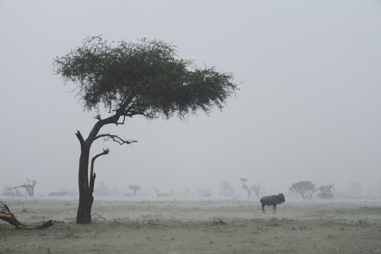 肯亞 Kenya | Unique Spot Photographic Travel