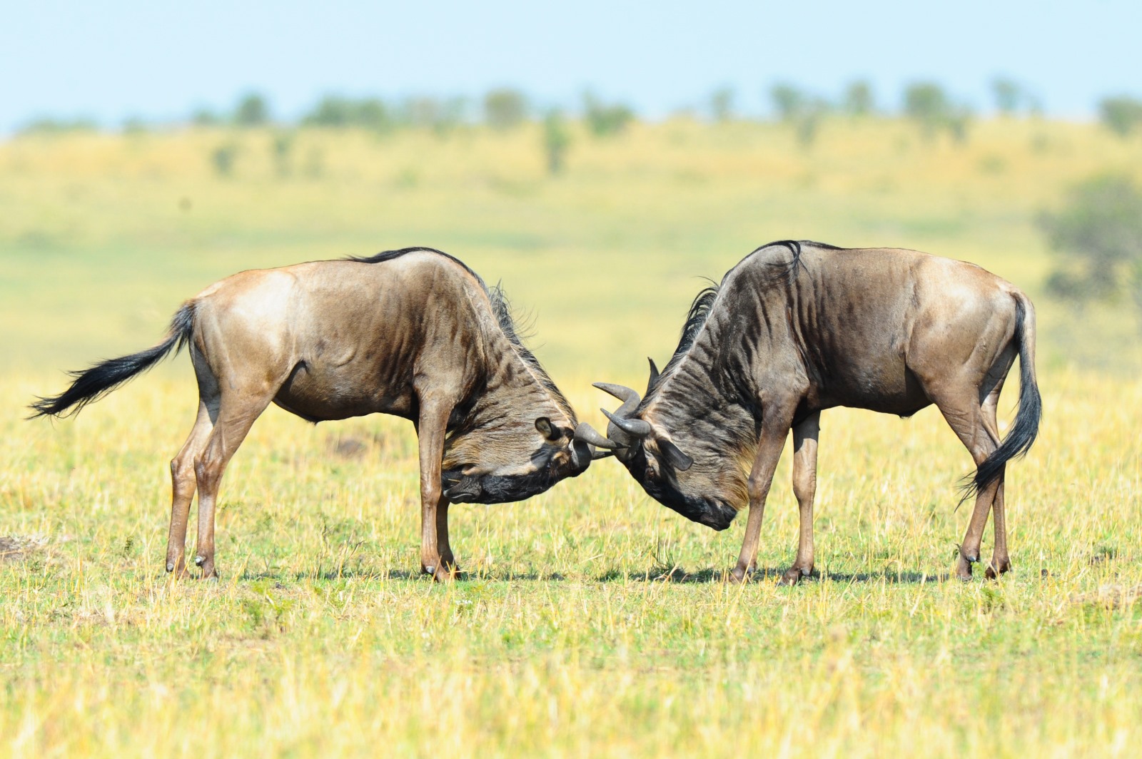 肯亞 Kenya | Unique Spot Photographic Travel